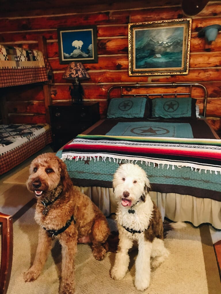 13 Small Shops for Dog Accessories - The Healthy Maven