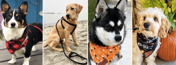 13 Small Shops for Dog Accessories - The Healthy Maven
